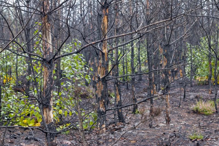 Landscape Fire Damage Restoration - Jerry Allison Landscaping, Inc.